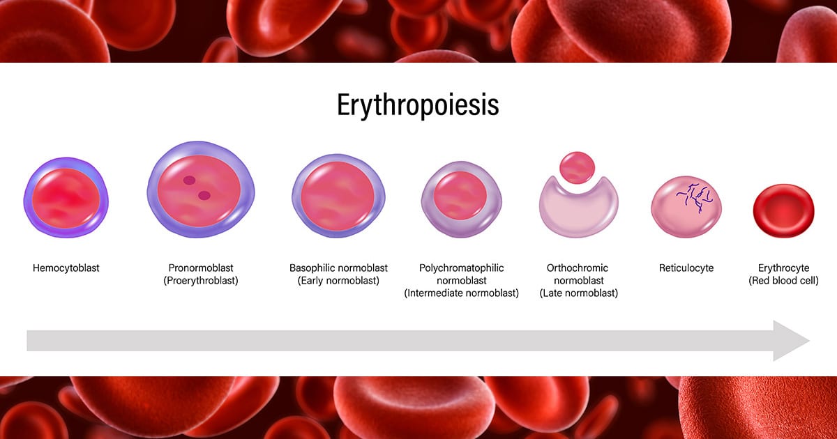 KAATSU Circulation 4: Red Blood Cell Production - KAATSU Canada
